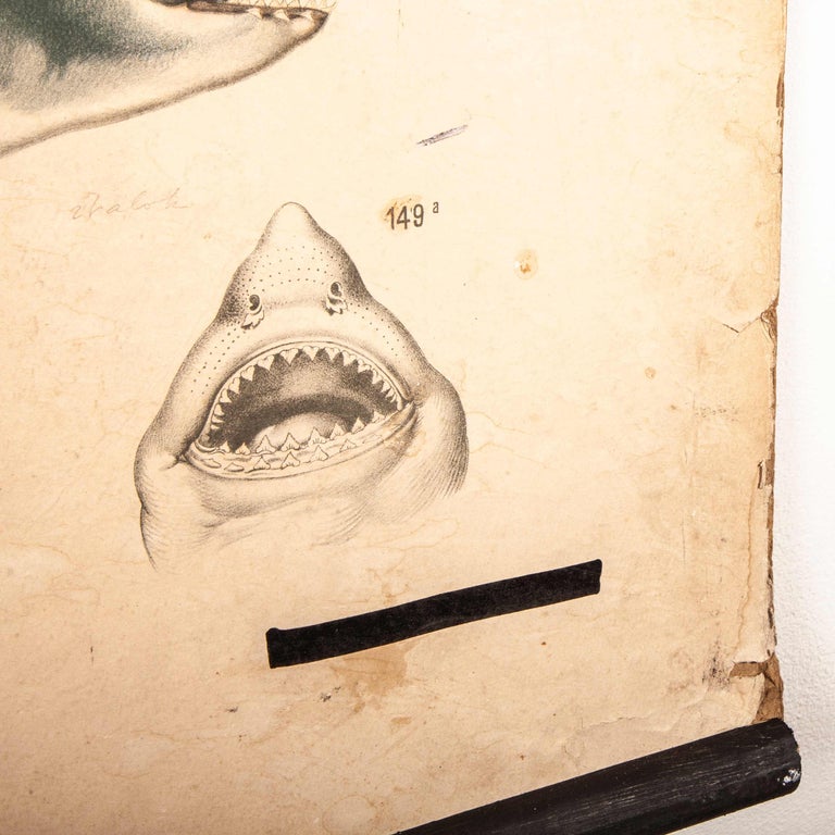 19th Century Vintage German Educational Chart, Sharks at 1stDibs