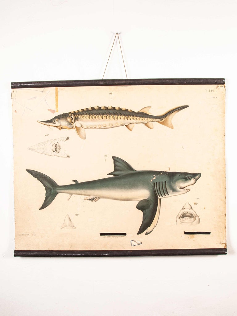 19th Century Vintage German Educational Chart, Sharks at 1stDibs