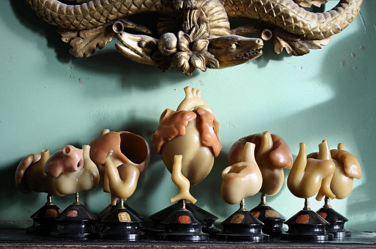 19th C Wax Anatomical Models Human Heart Growth Scientific Medical F ...