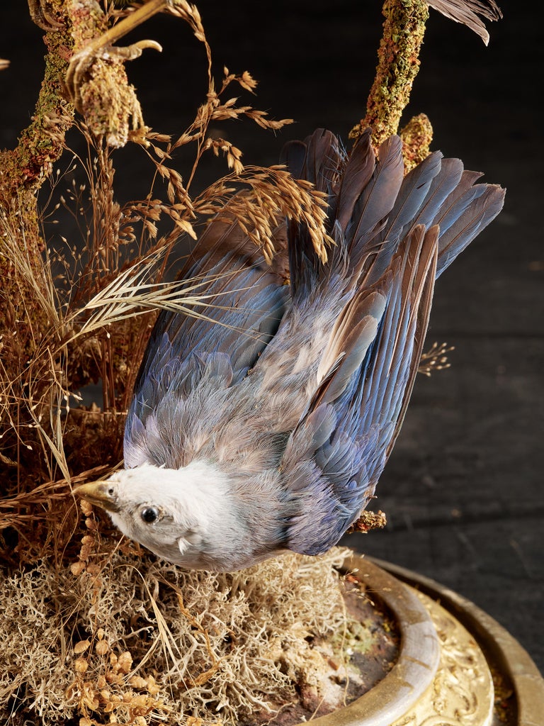 19th Century, United Kingdom, Victorian Dome Filled with 15 Exotic ...