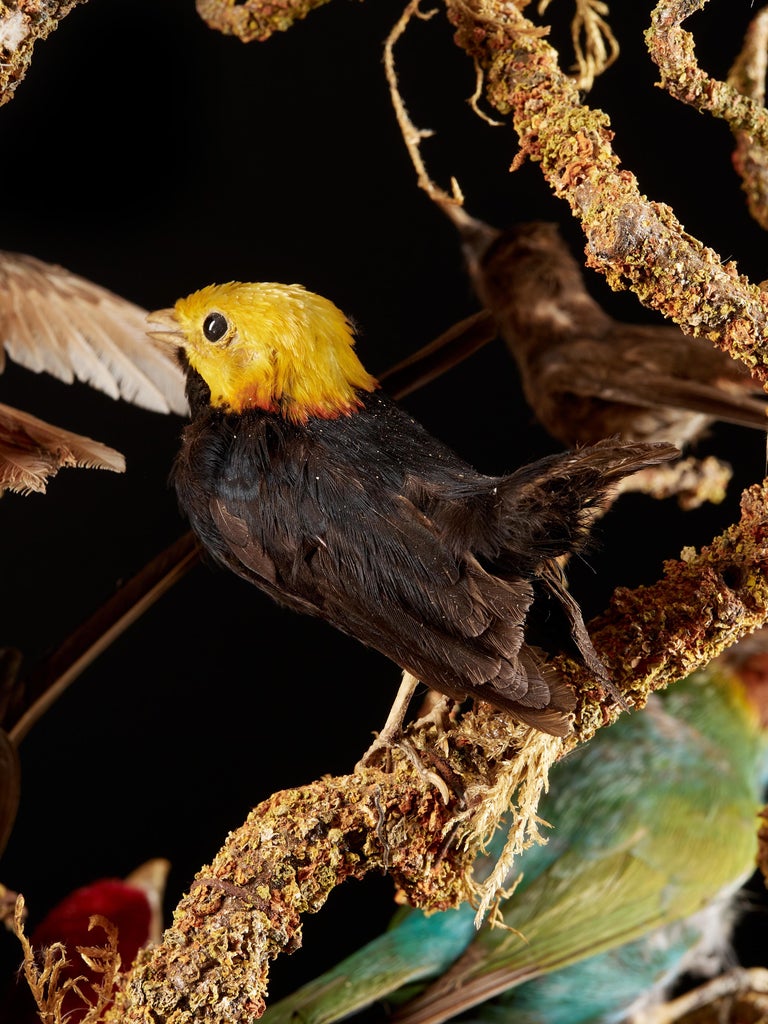 19th Century, United Kingdom, Victorian Dome Filled with 15 Exotic ...