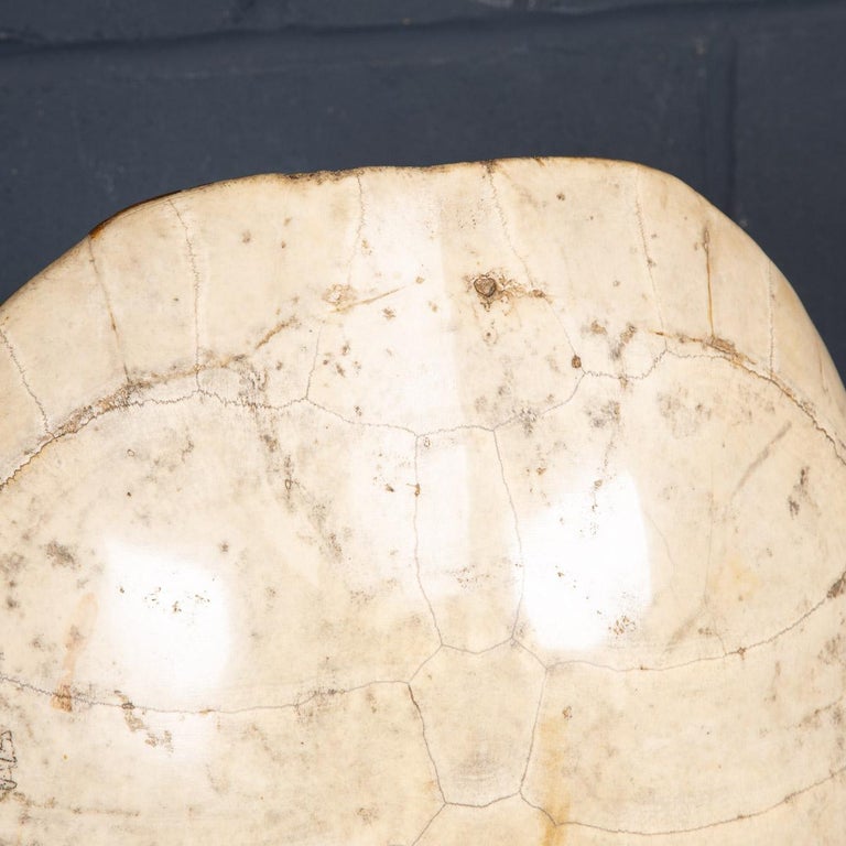 19th Century Victorian "Blonde" Turtle Shell On Mounted Stand, circa ...