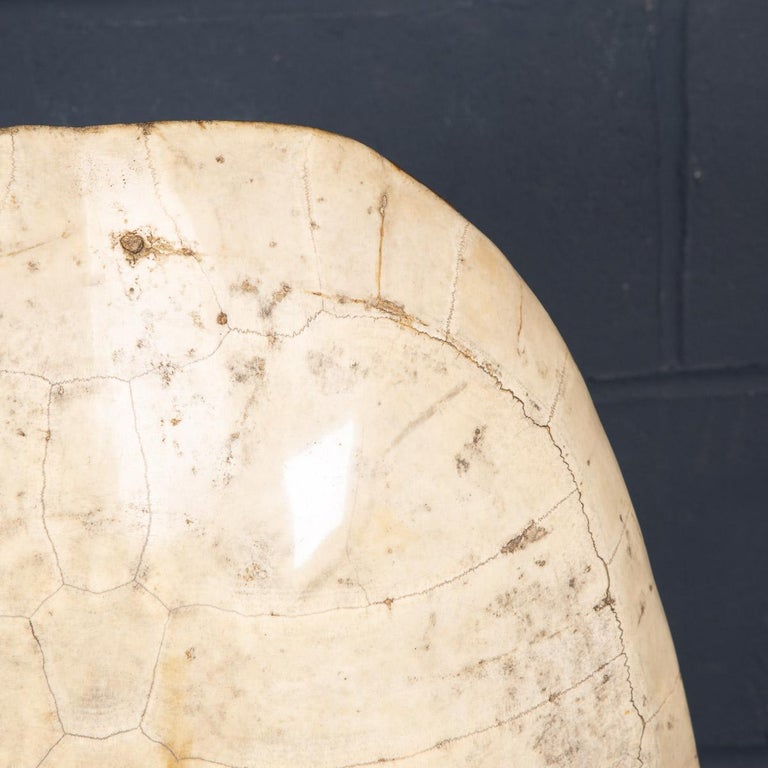 19th Century Victorian "Blonde" Turtle Shell On Mounted Stand, circa ...