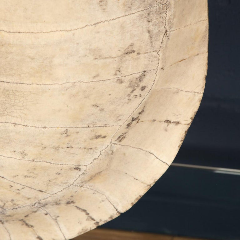 19th Century Victorian "Blonde" Turtle Shell On Mounted Stand, circa ...