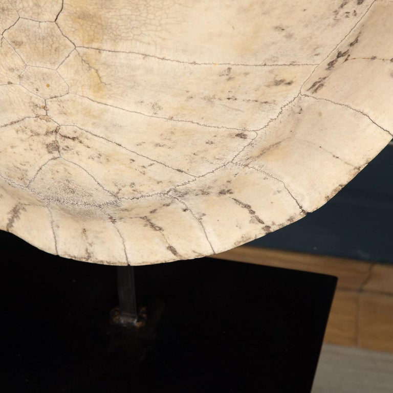 19th Century Victorian "Blonde" Turtle Shell On Mounted Stand, circa ...