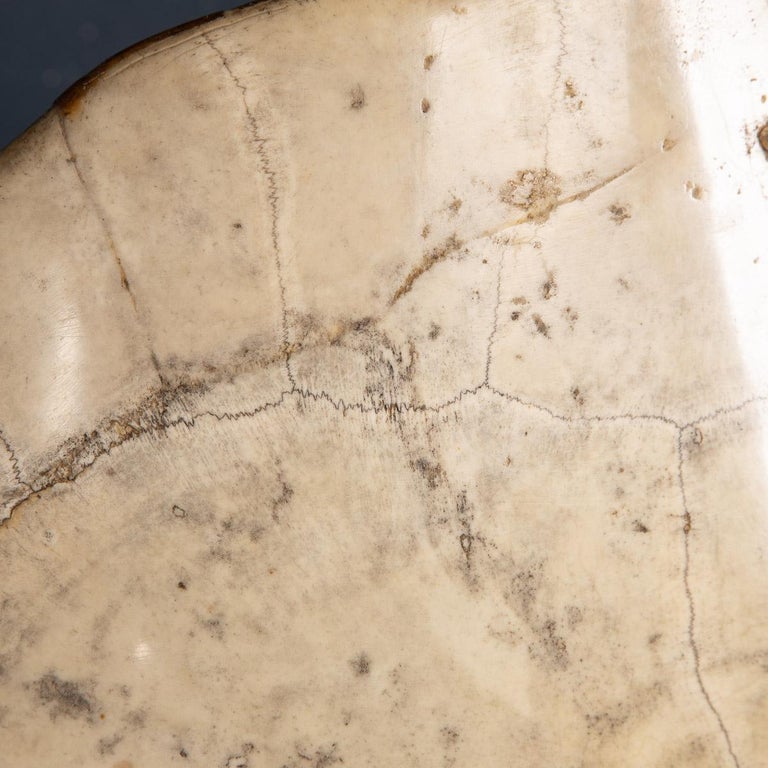 19th Century Victorian "Blonde" Turtle Shell On Mounted Stand, circa ...