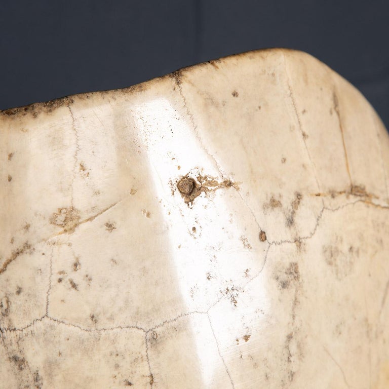 19th Century Victorian "Blonde" Turtle Shell On Mounted Stand, circa ...