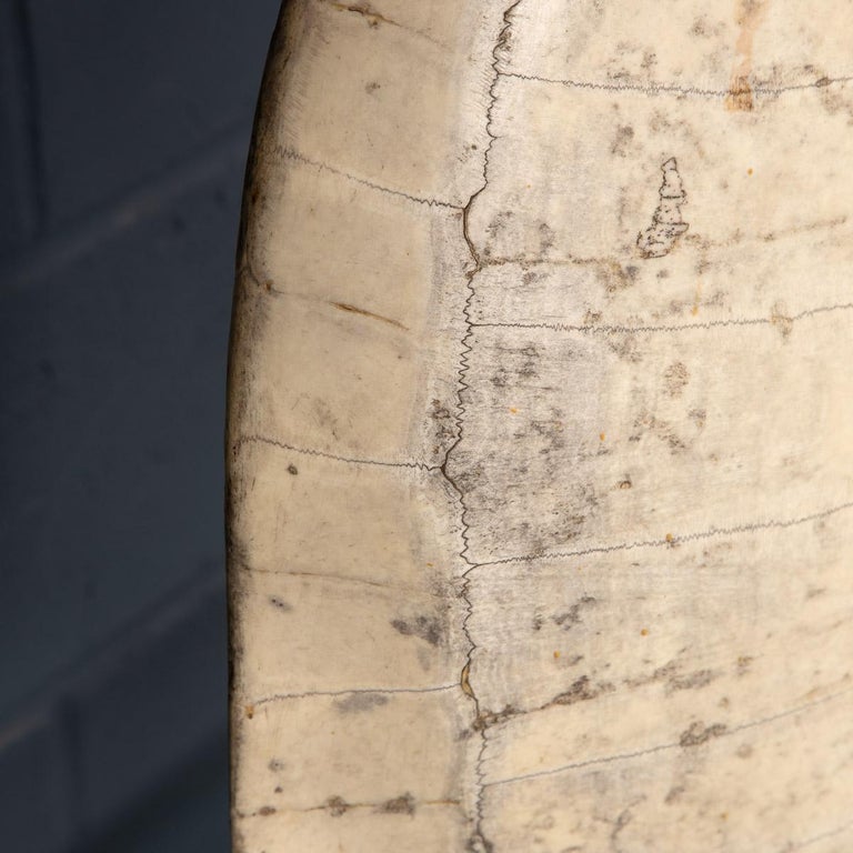 19th Century Victorian "Blonde" Turtle Shell On Mounted Stand, circa ...