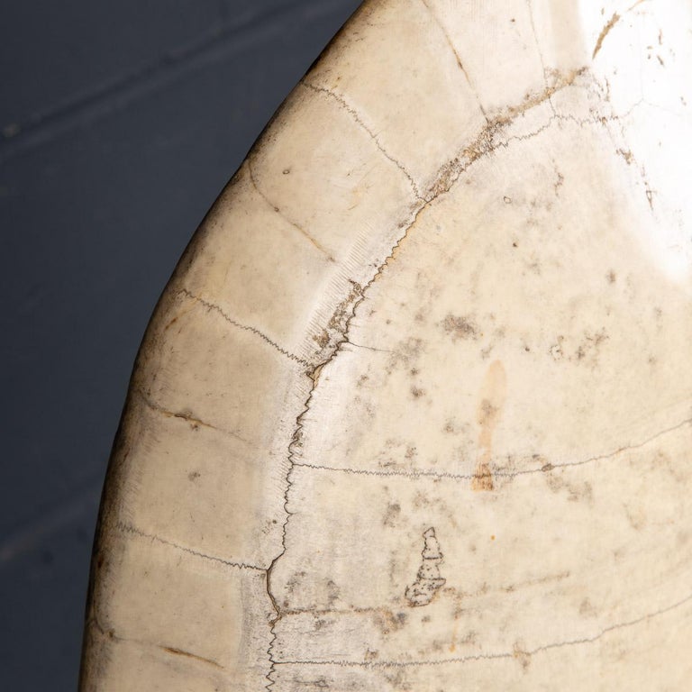 19th Century Victorian "Blonde" Turtle Shell On Mounted Stand, circa ...