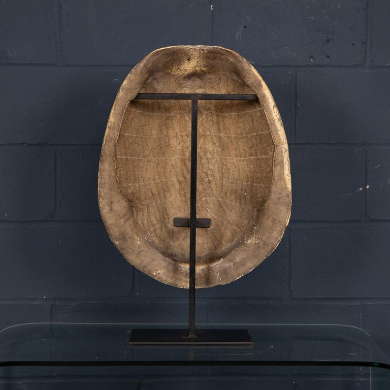 19th Century Victorian "Blonde" Turtle Shell On Mounted Stand, circa ...