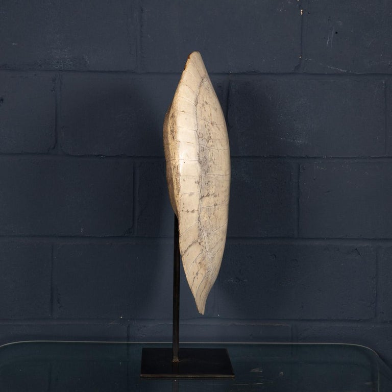 19th Century Victorian "Blonde" Turtle Shell On Mounted Stand, circa ...