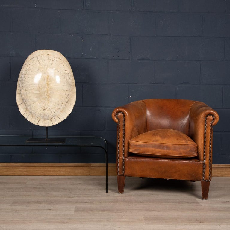 19th Century Victorian "Blonde" Turtle Shell On Mounted Stand, circa ...