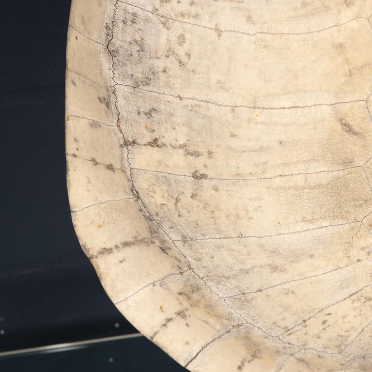 19th Century Victorian "Blonde" Turtle Shell On Mounted Stand, circa ...