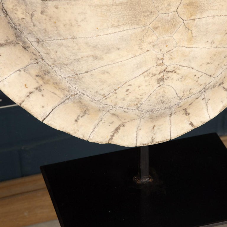 19th Century Victorian "Blonde" Turtle Shell On Mounted Stand, circa ...