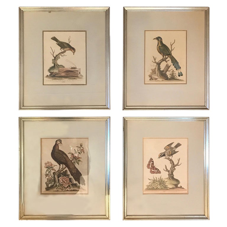 2 Pairs of 18th Century George Edwards Engravings For Sale at 1stDibs