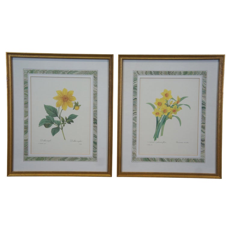 2 Vintage Botanical Book Plate Prints by P.J. Redoute Daffodils Dahlia ...