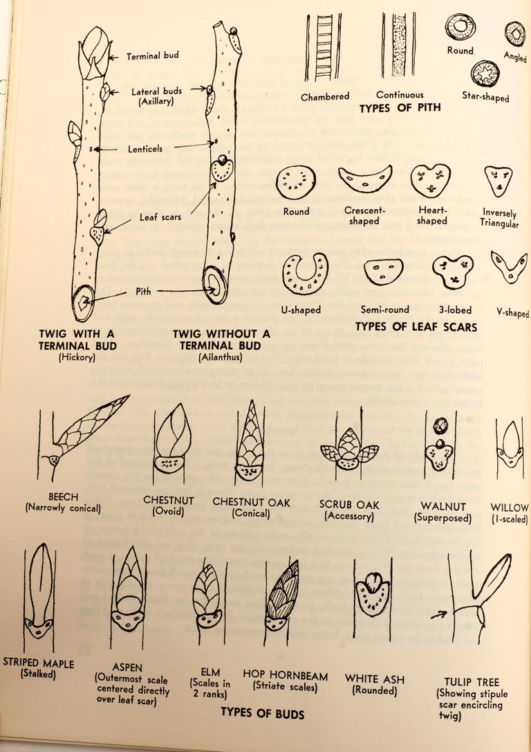 2 Volume Set: Book of Trees and Book of Shrubs, by William Carey Grimm ...