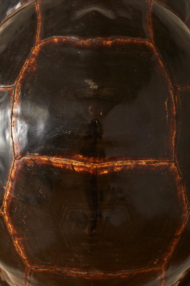 200 Year Old Tortoise Shell at 1stDibs