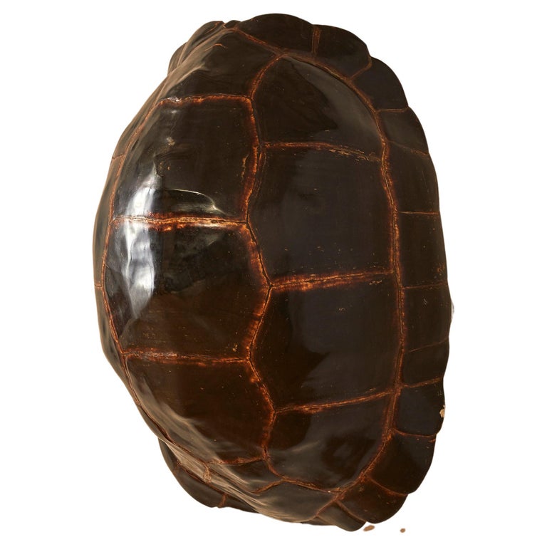 200 Year Old Tortoise Shell at 1stDibs
