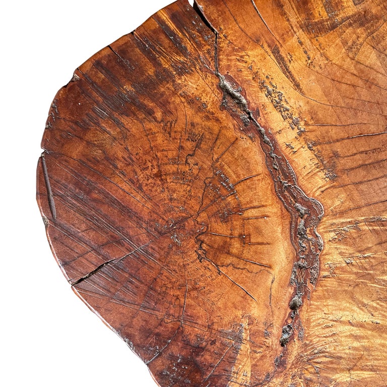 20th Century American Tree Trunk Low Table at 1stDibs