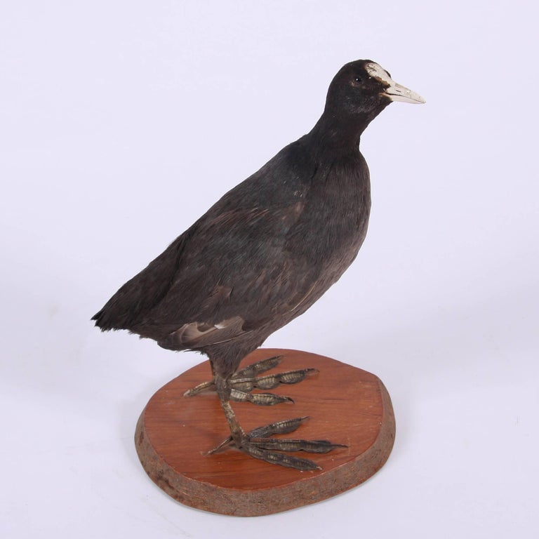 20th Century English Taxidermy Coot Bird at 1stDibs