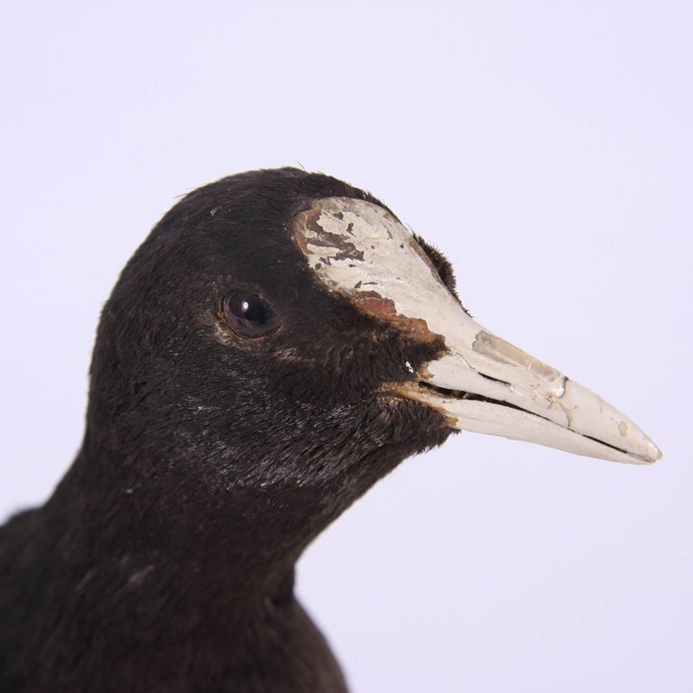 20th Century English Taxidermy Coot Bird at 1stDibs