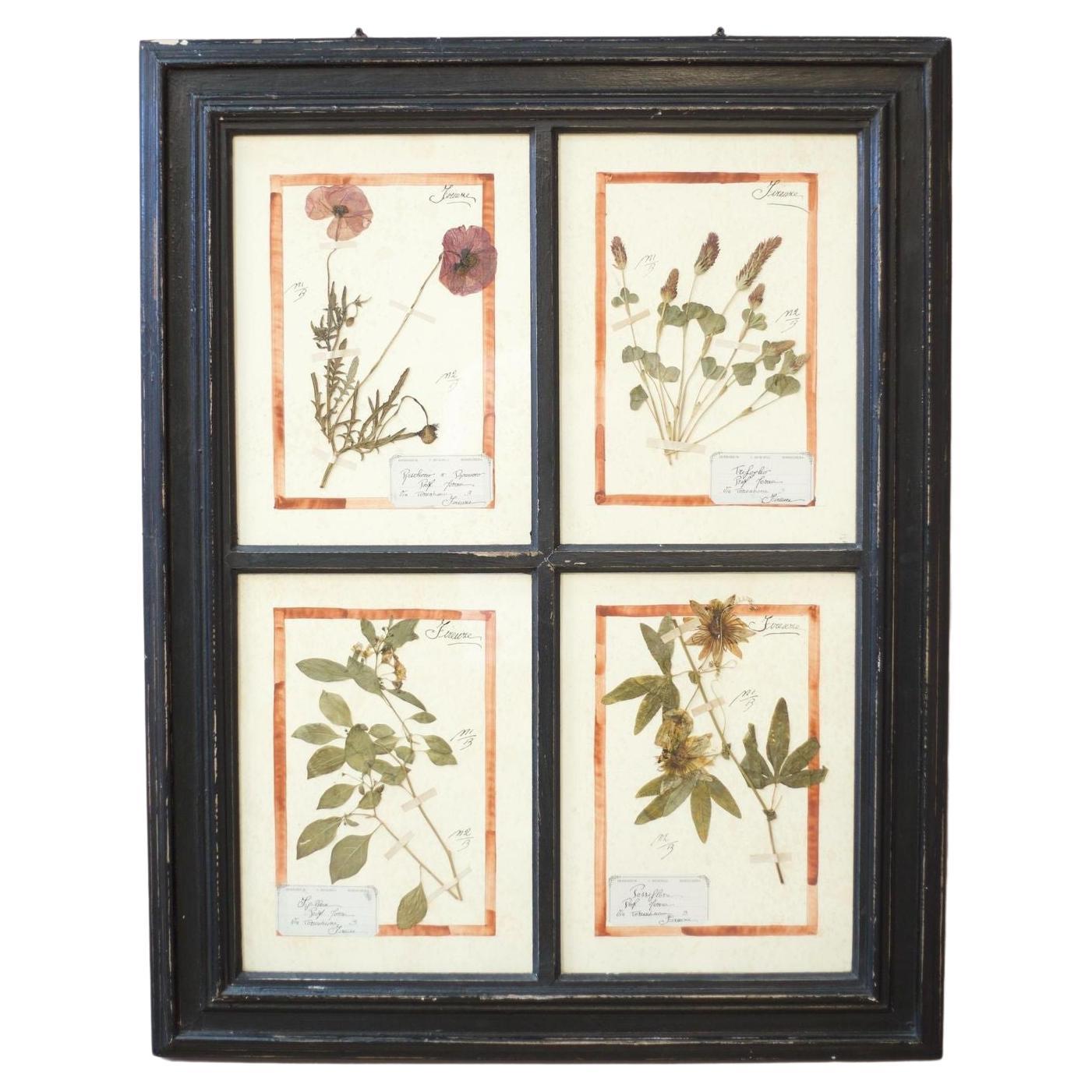 German Framed Herbarium For Sale at 1stDibs