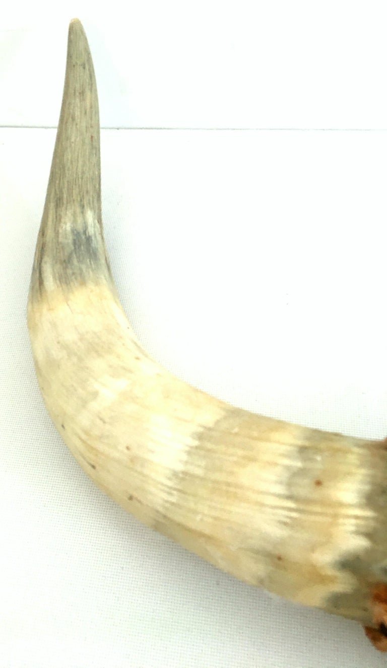 20th Century Pair of Mounted Texas Long Horn's For Sale at 1stDibs