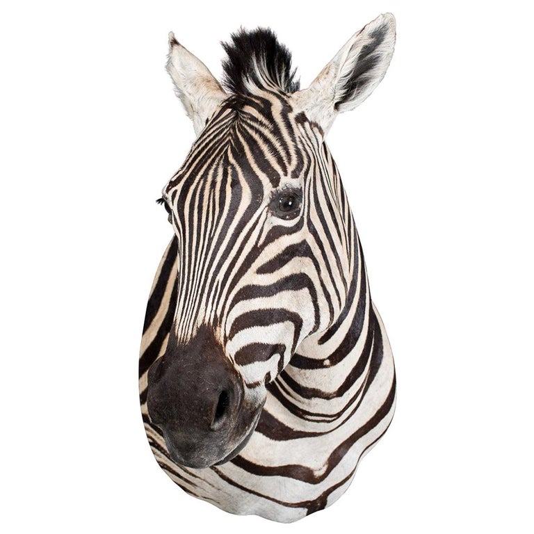 20th Century Rare African Taxidermy Burchell Zebra Head at 1stDibs