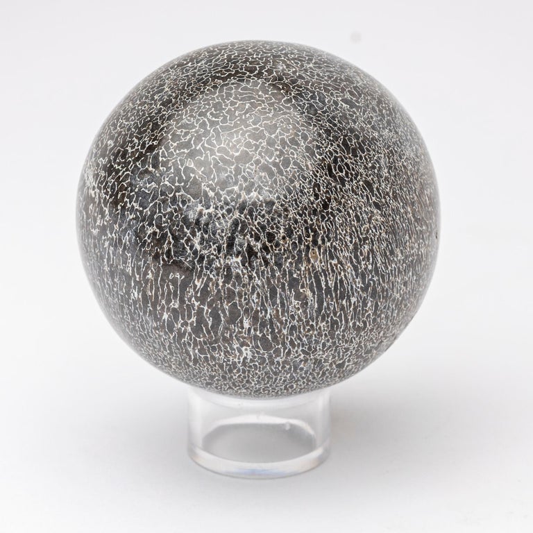 210 Million Y/O Fossil Sauropods Sphere For Sale at 1stDibs