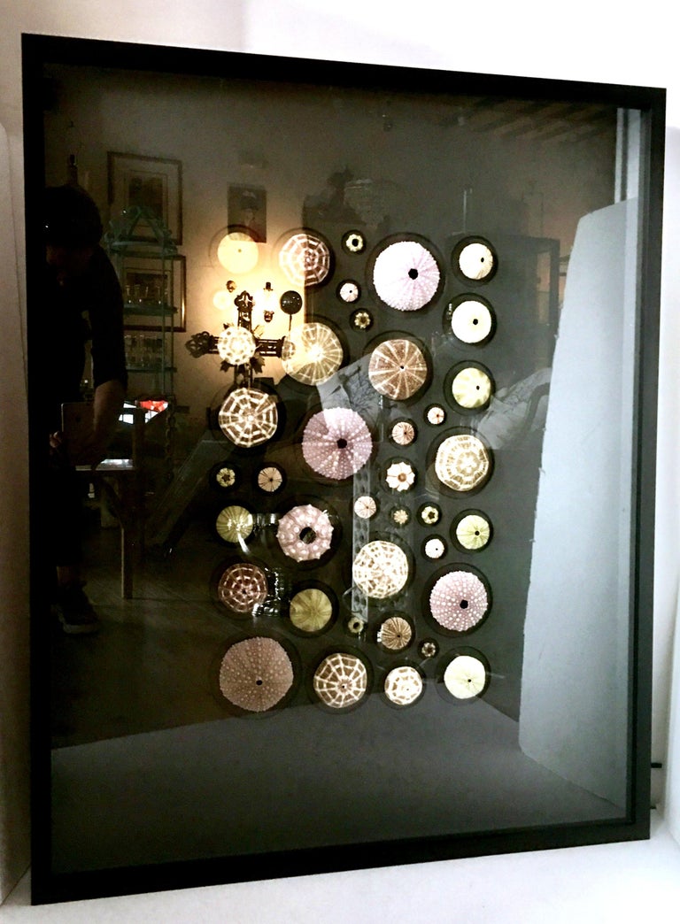 21st Century Original "Urchin Mosaic" Mounted and Framed by Christopher ...