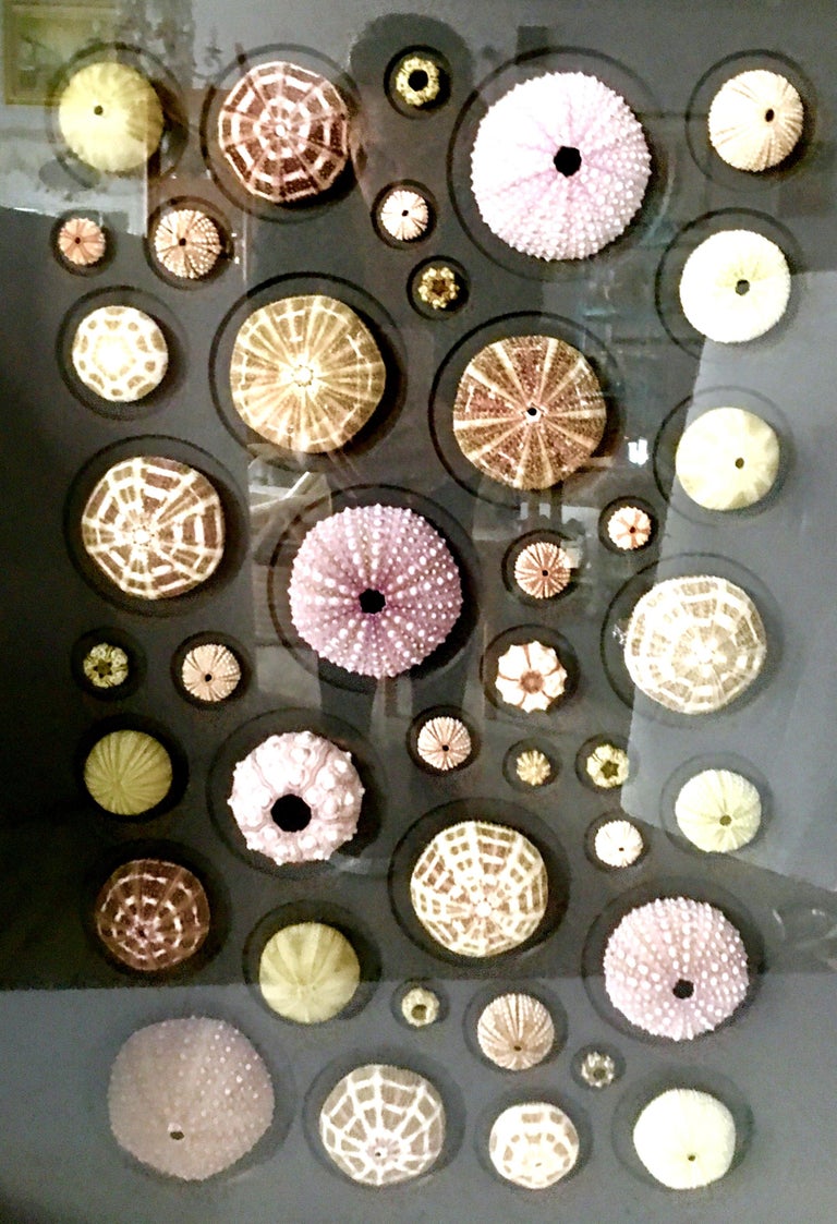 21st Century Original "Urchin Mosaic" Mounted and Framed by Christopher ...