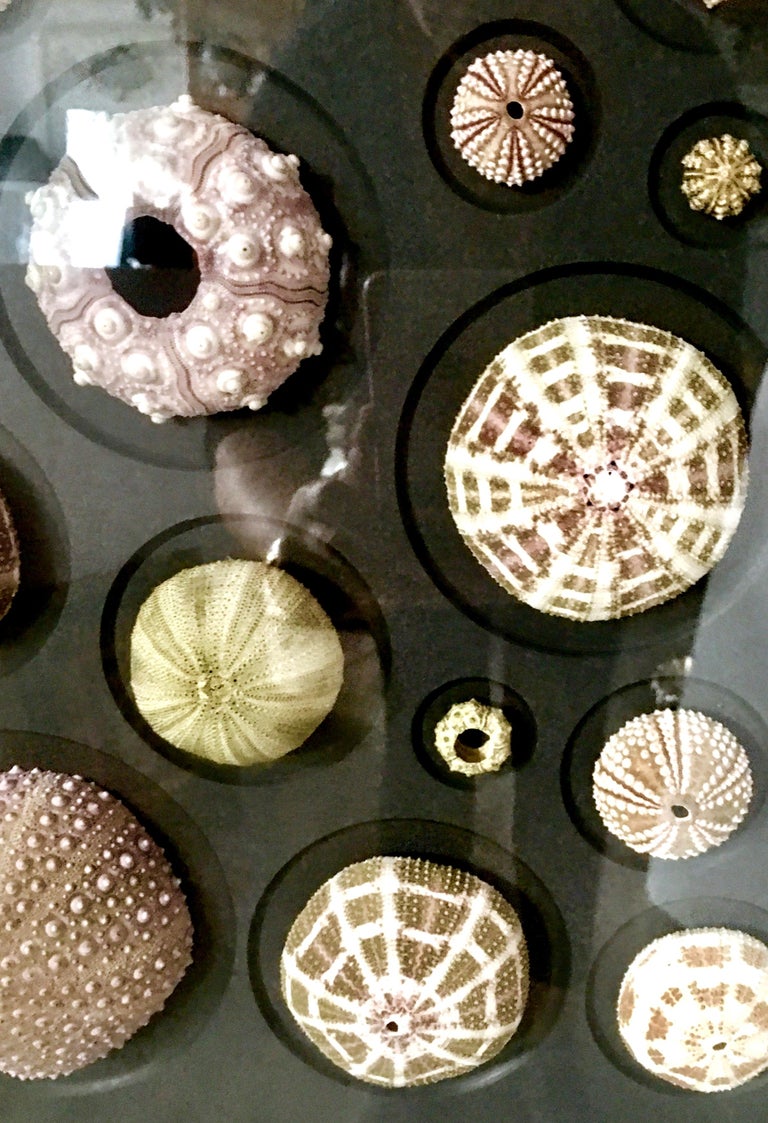 21st Century Original "Urchin Mosaic" Mounted and Framed by Christopher ...
