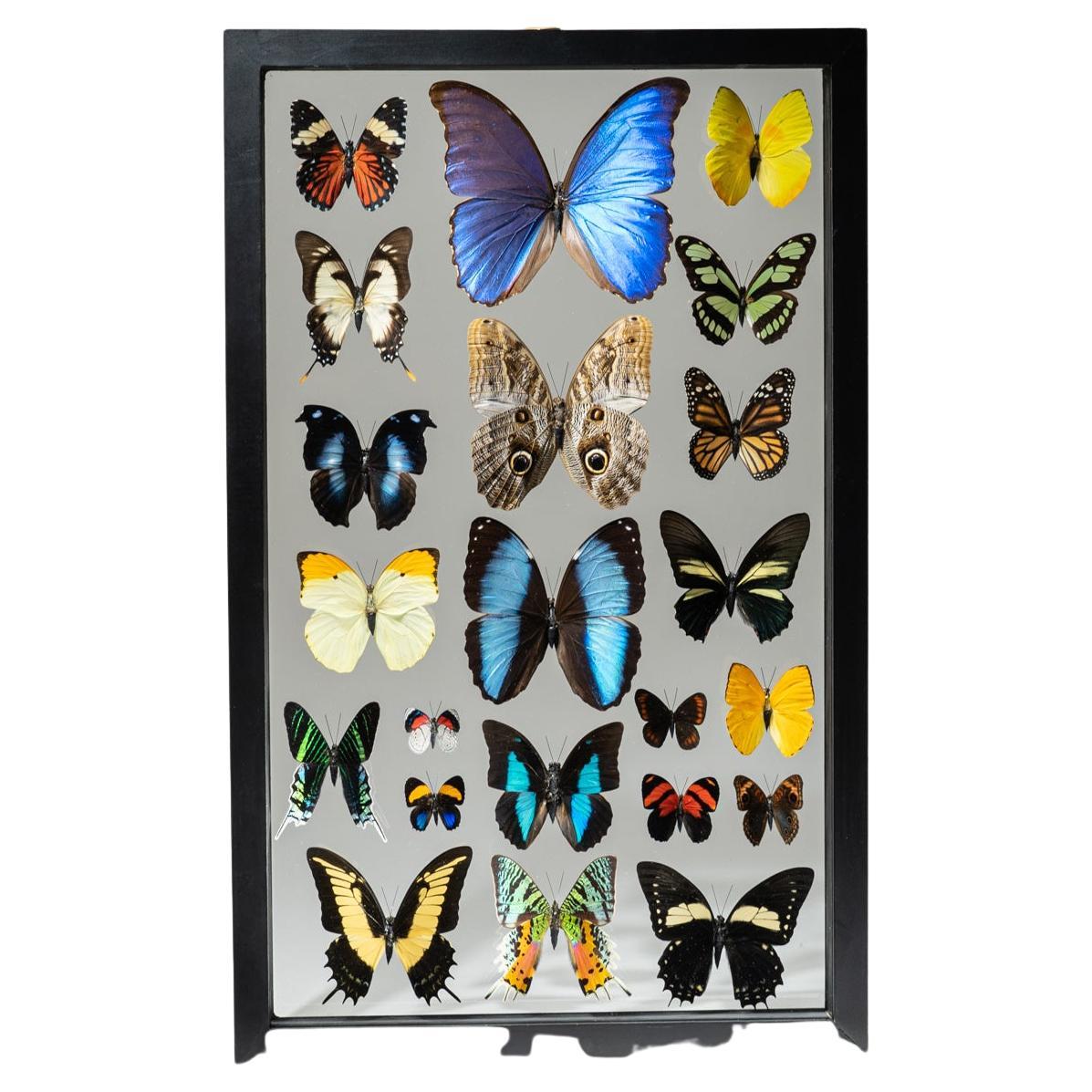 22 papillons vritables dans un magnifique cadre d'exposition noir En ...