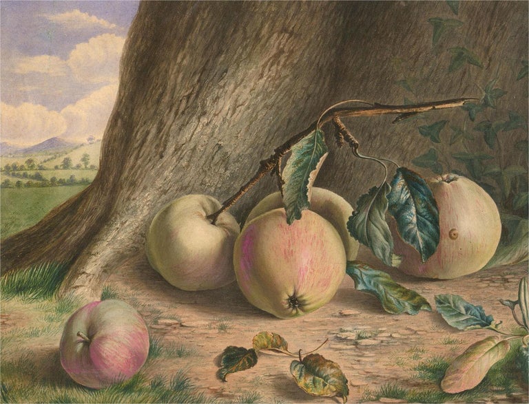 Unknown - Late 19th Century Watercolour - Cox Apples For Sale at 1stDibs