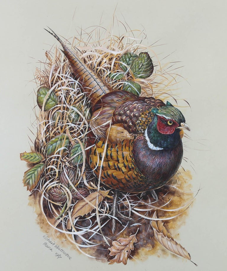 Richard Whittlestone - Richard Whittlestone - 1987 Gouache, A Pheasant ...