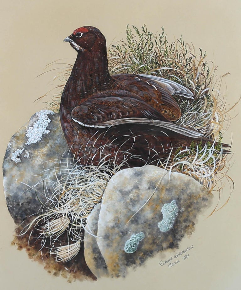 Richard Whittlestone - Richard Whittlestone - 1987 Gouache, A Grouse ...