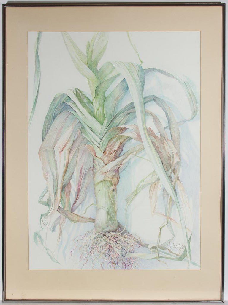 Unknown - Vicky Cox - Framed 20th Century Coloured Pencil, The Leek For ...