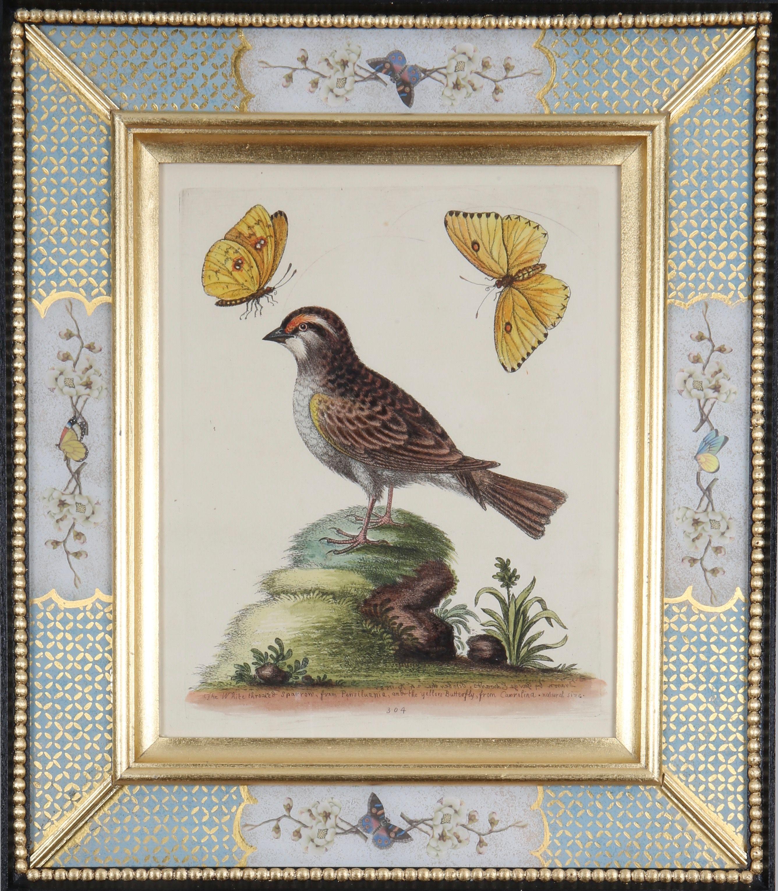 George Edwards - Vintage Print, Grasshopper, Fish, "A Natural History ...