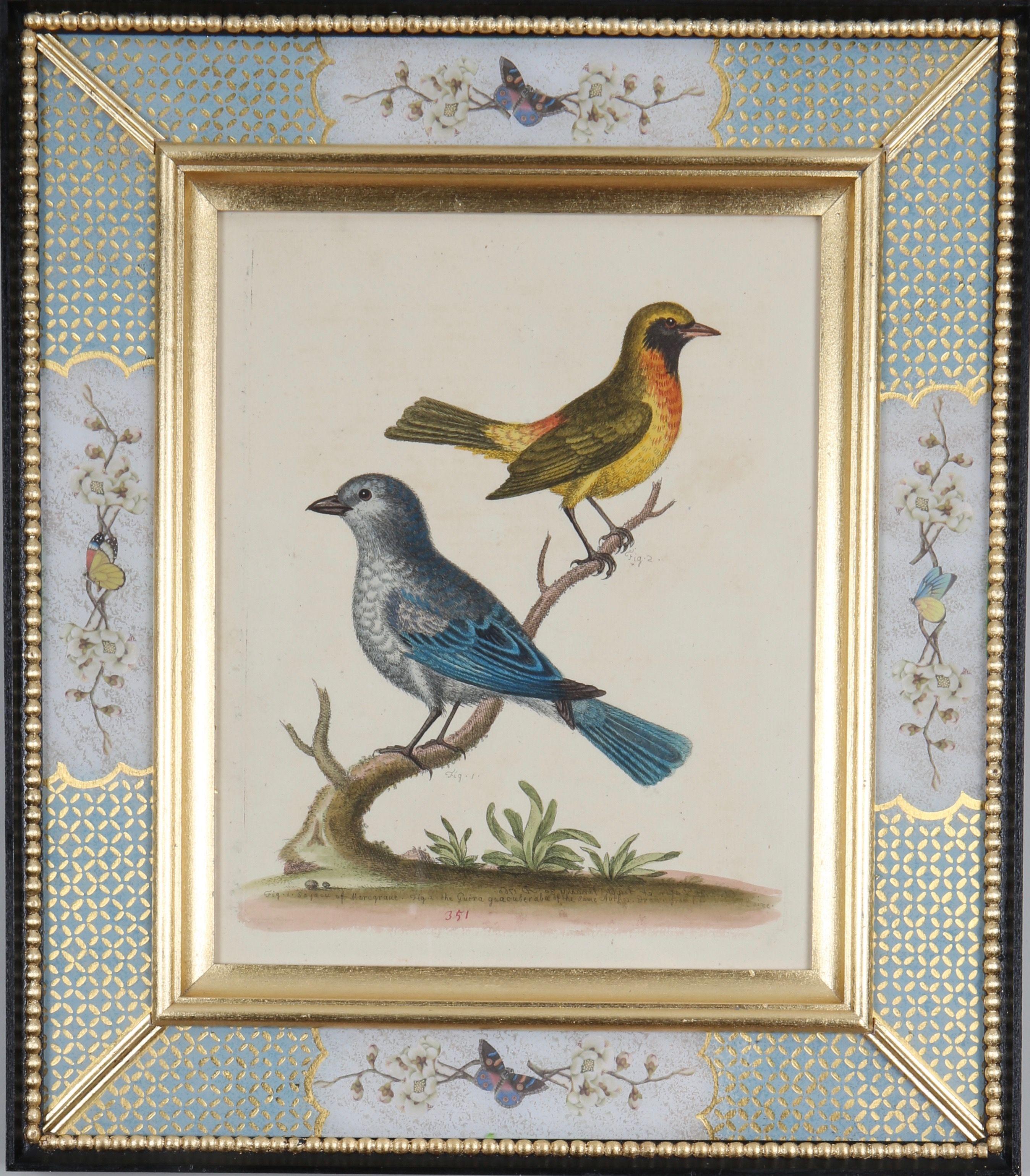 George Edwards - Vintage Print, Grasshopper, Fish, "A Natural History ...