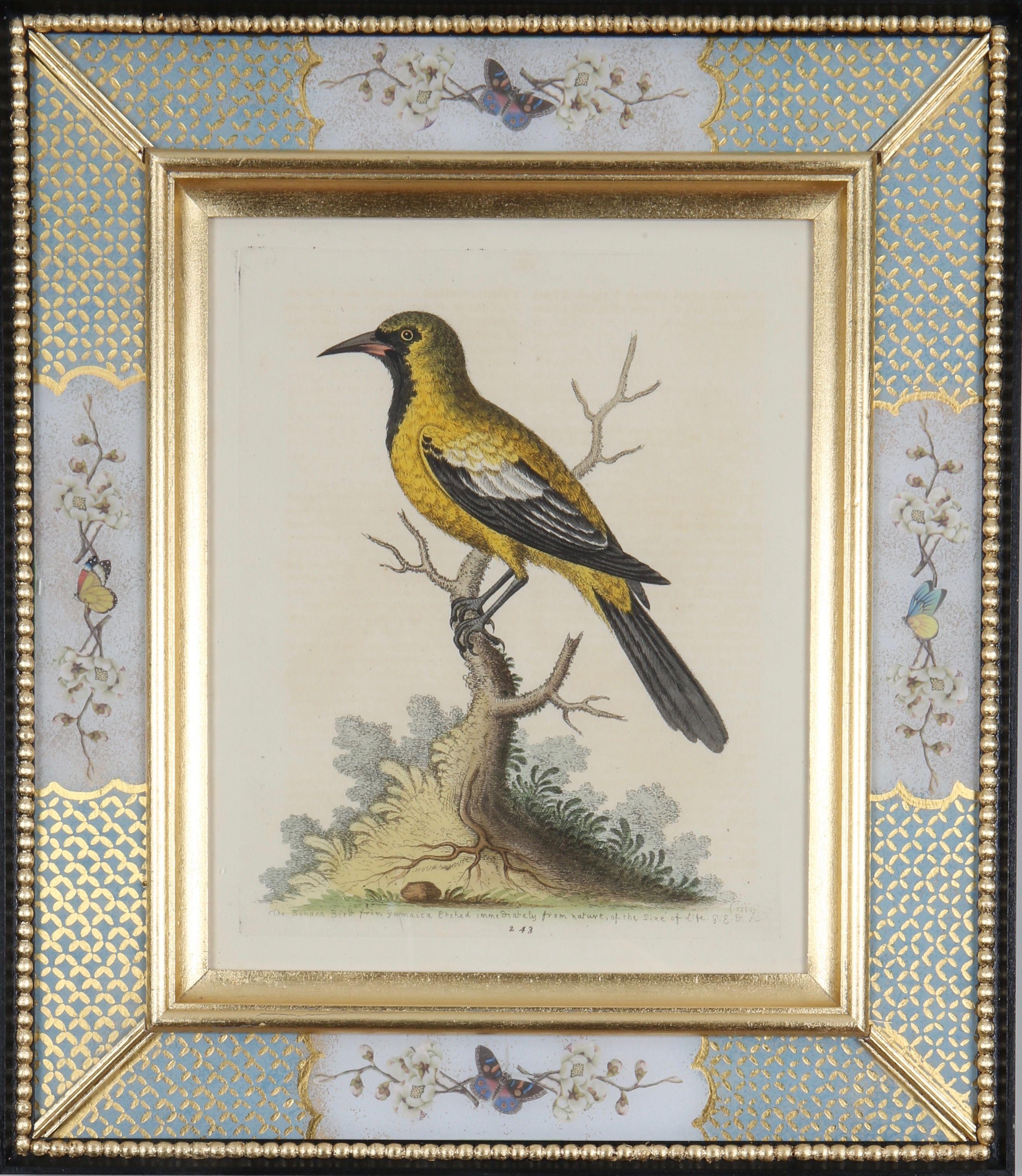 George Edwards - George Edwards: c18th Engravings of Birds in ...