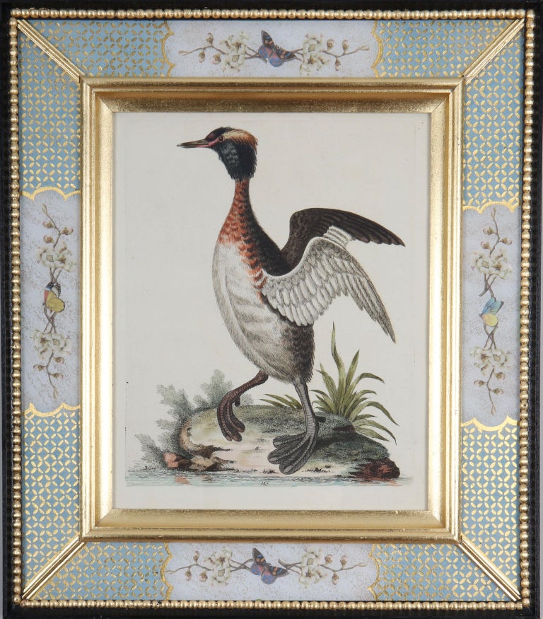 George Edwards - George Edwards: 18th Century Engravings of Ducks And ...
