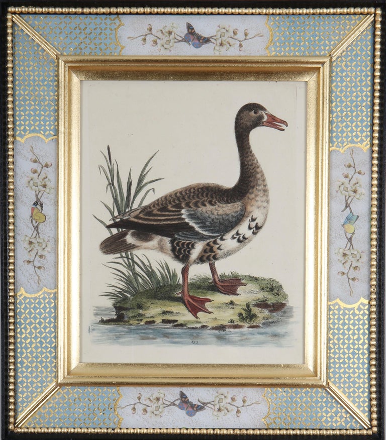 George Edwards - George Edwards: 18th Century Engravings of Ducks And ...