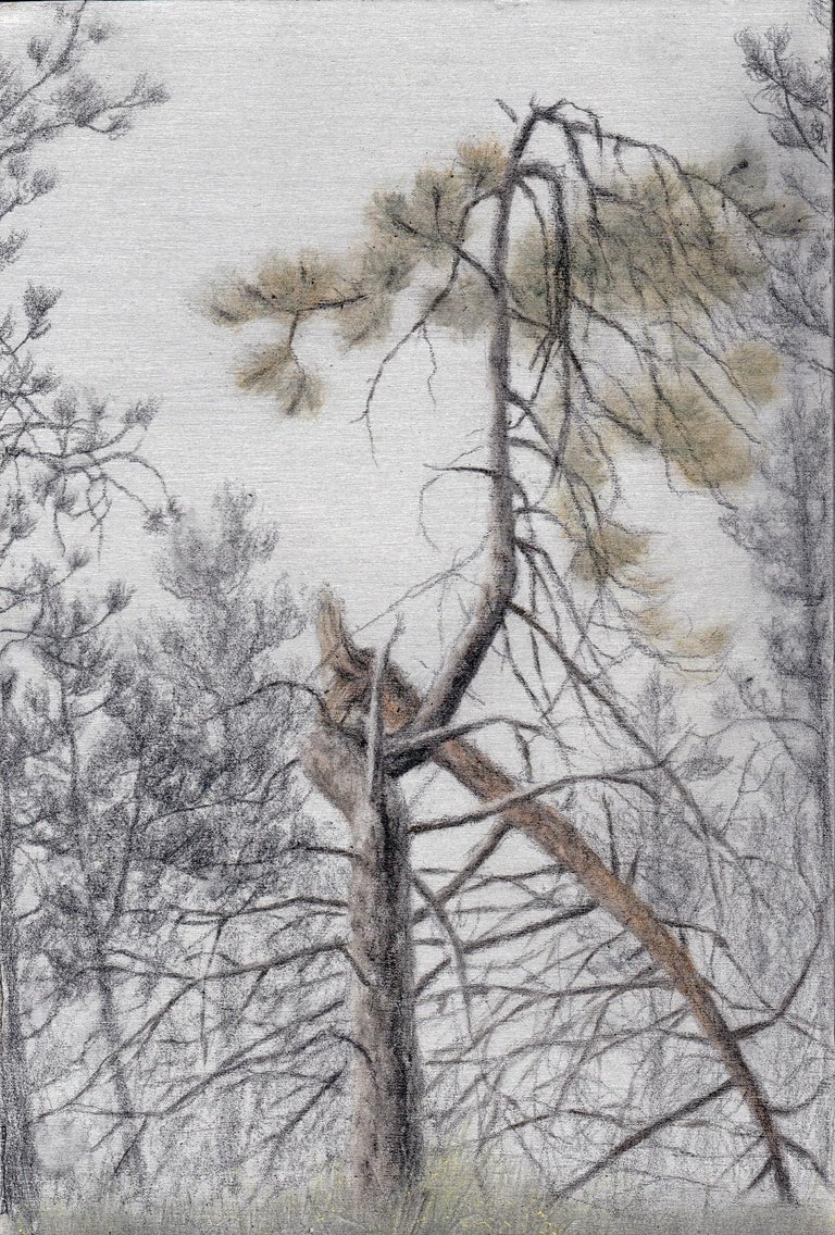 Lisa Lebofsky - Twisted Ponderosa For Sale at 1stDibs