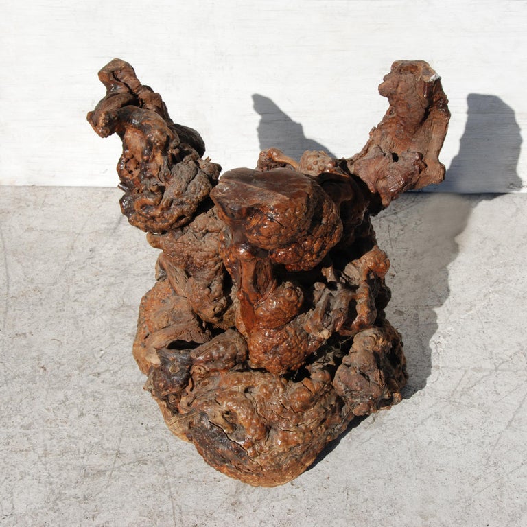 Vintage Root Side Table with Glass Top For Sale at 1stDibs