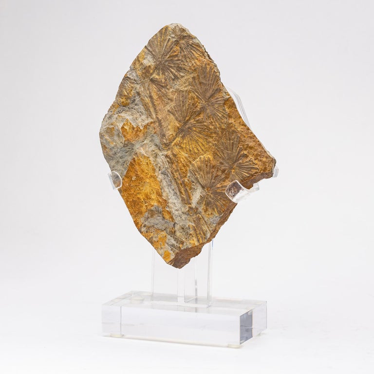 360 Million Y/O Alethopteris Fossil Fern Mounted on a Custom Acrylic ...