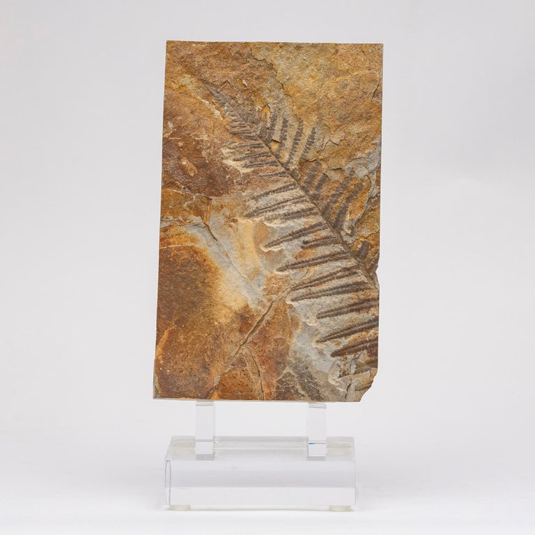 360 Million Y/O Alethopteris Fossil Fern Mounted on a Custom Acrylic ...