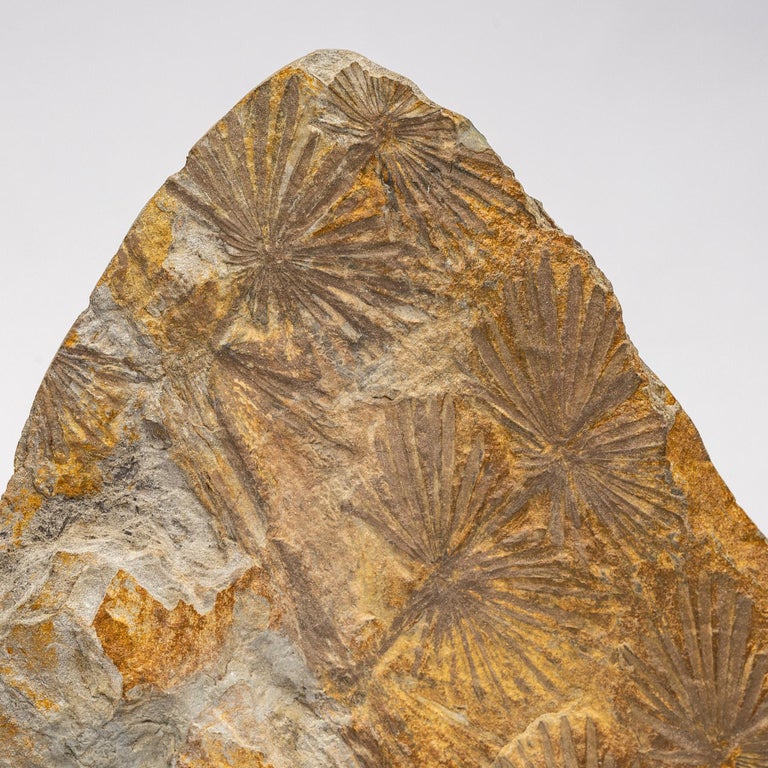 360 Million Y/O Alethopteris Fossil Fern Mounted on a Custom Acrylic ...