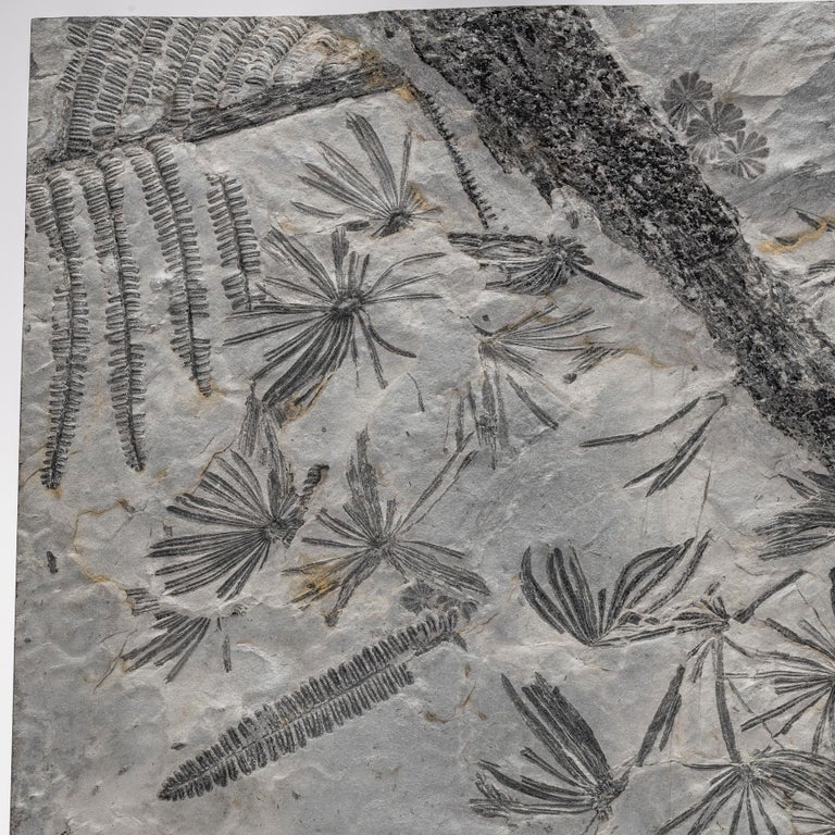 360 Million Y/O Alethopteris Fossil Fern Mounted on a Custom Acrylic ...