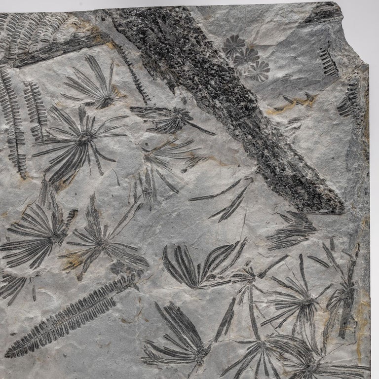 360 Million Y/O Alethopteris Fossil Fern Mounted on a Custom Acrylic ...